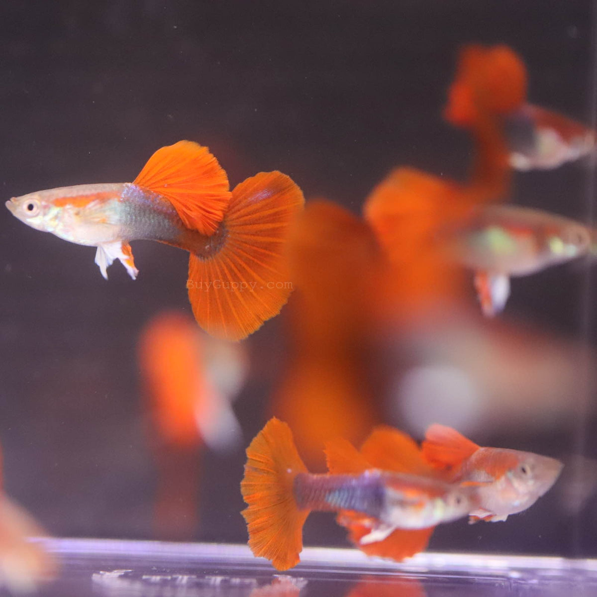 Hb Red Rose Guppy – BuyGuppy.com