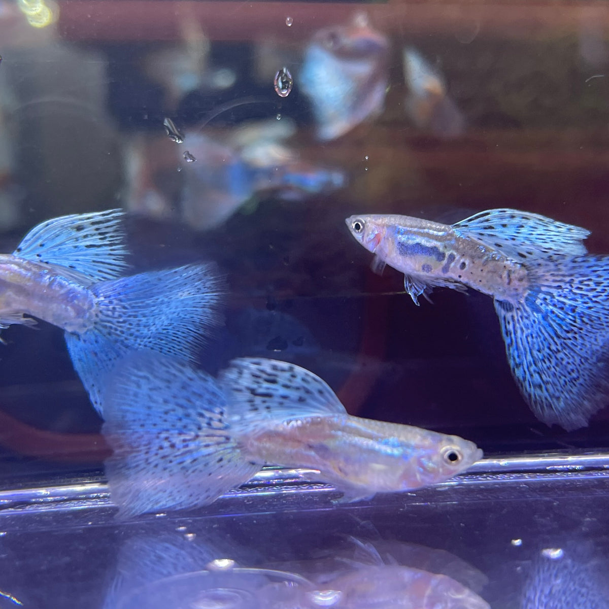Blue Grass Guppy – BuyGuppy.com