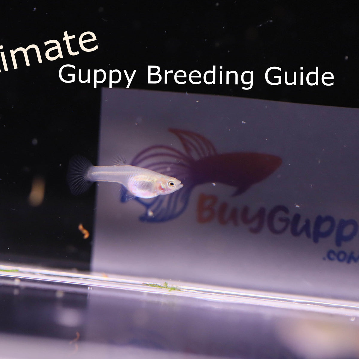 Ultimate guide for breeding guppies – BuyGuppy.com