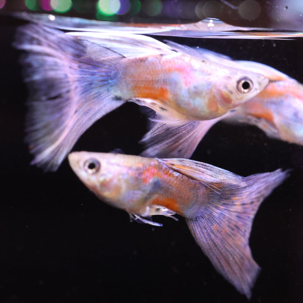 Pink Grass Short Guppy – BuyGuppy.com