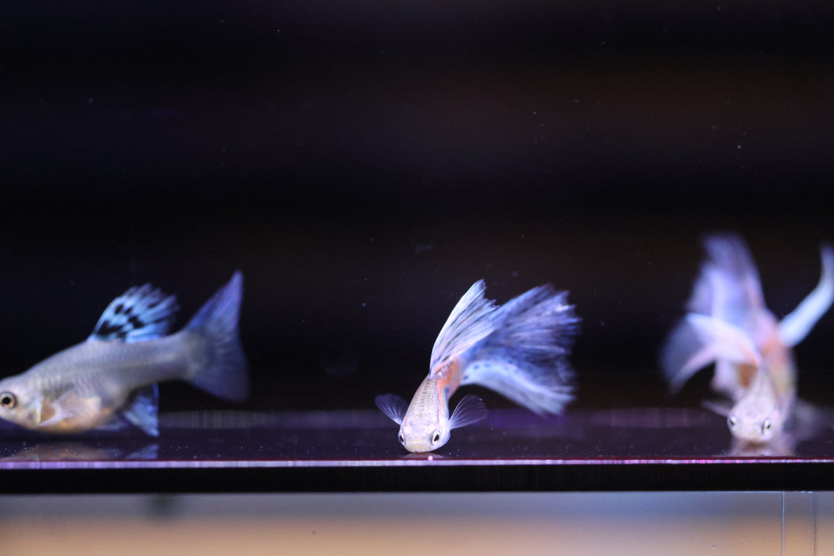 Buy guppy fish online – BuyGuppy.com