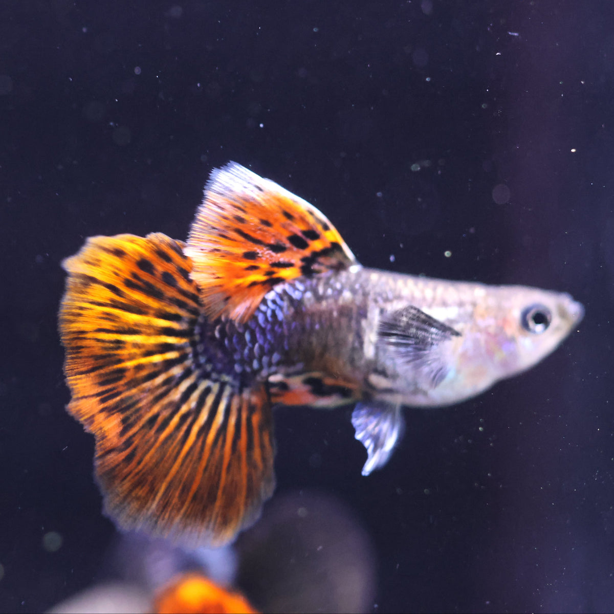 Red Dragon Short Guppy – BuyGuppy.com