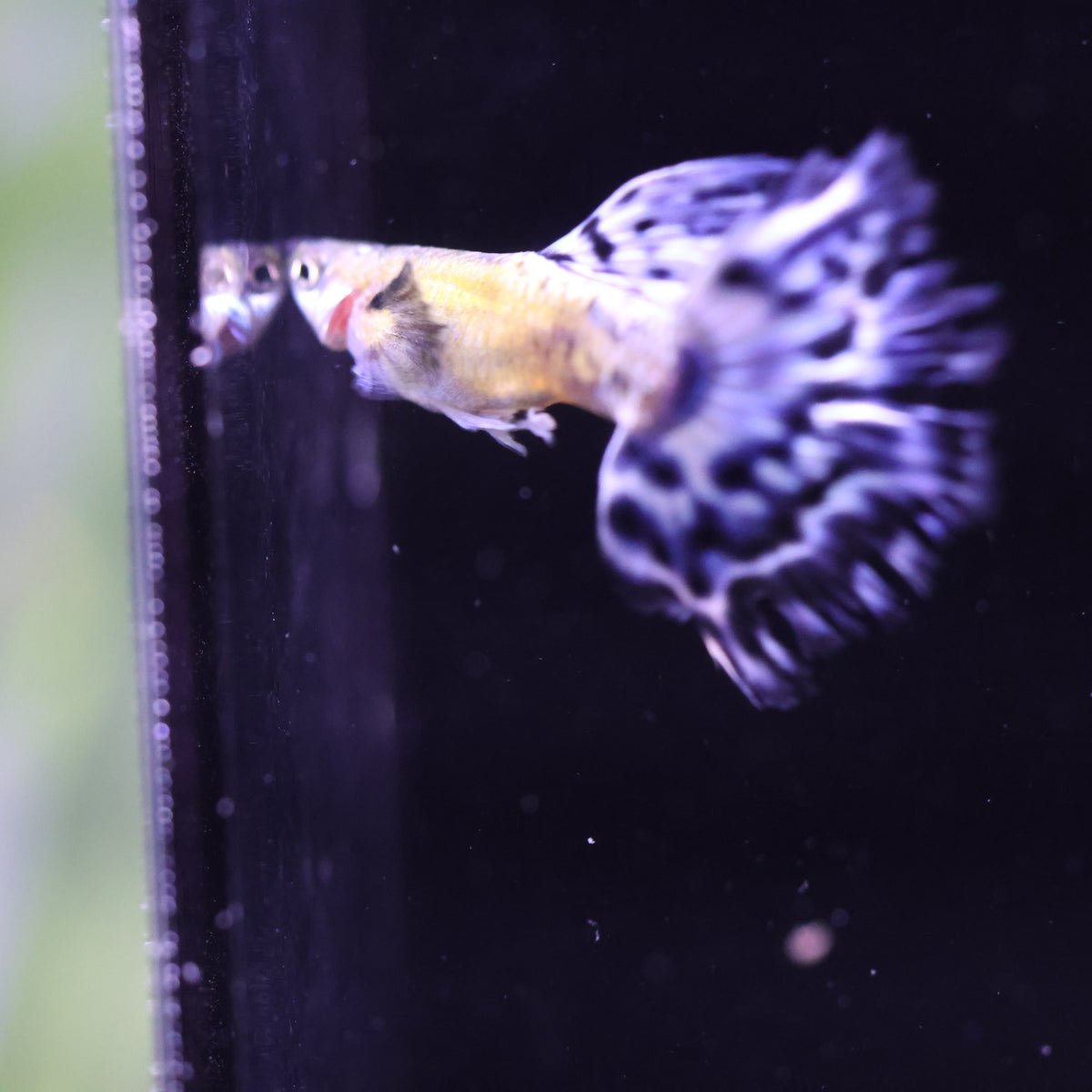 Purple Ivory Mosaic Guppy – BuyGuppy.com