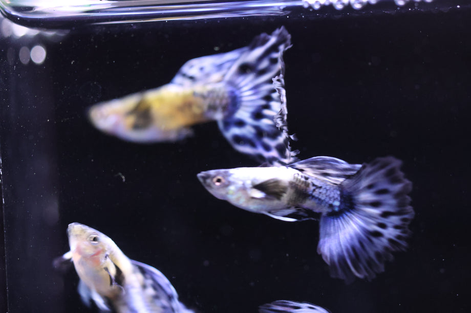 Buy guppy fish online – BuyGuppy.com