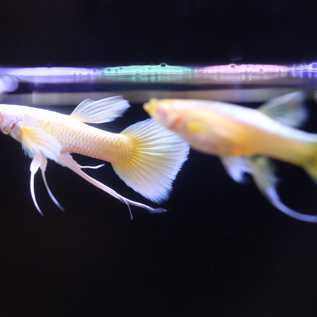 Albino Full Gold Guppy – BuyGuppy.com