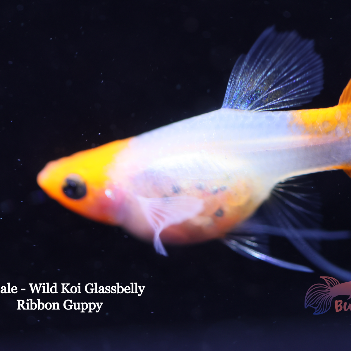 Wild Koi Short Glassbelly Ribbon – BuyGuppy.com