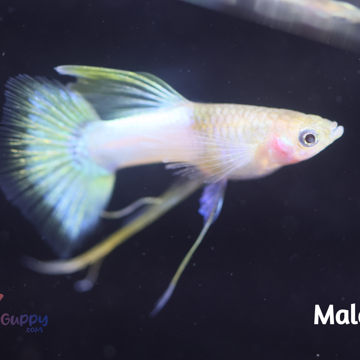 Yellow Pingu Ribbon Guppy – BuyGuppy.com