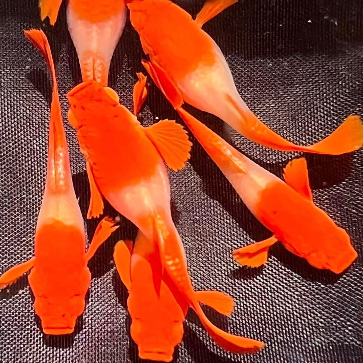 Koi red ear guppy – BuyGuppy.com