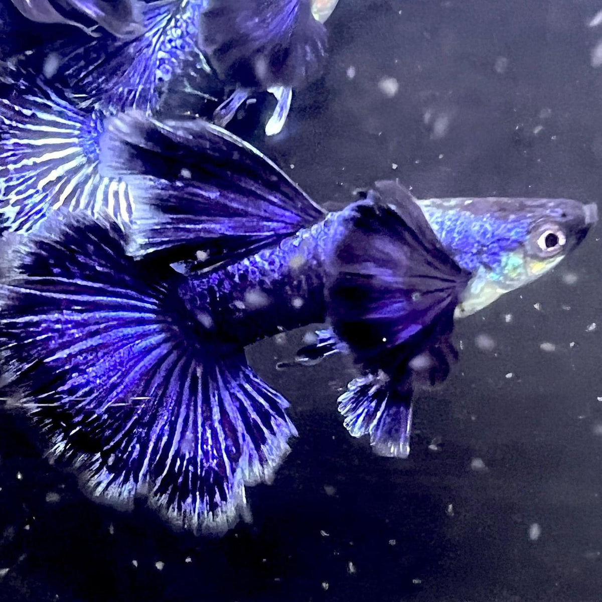 Purple Dragon Guppy – BuyGuppy.com