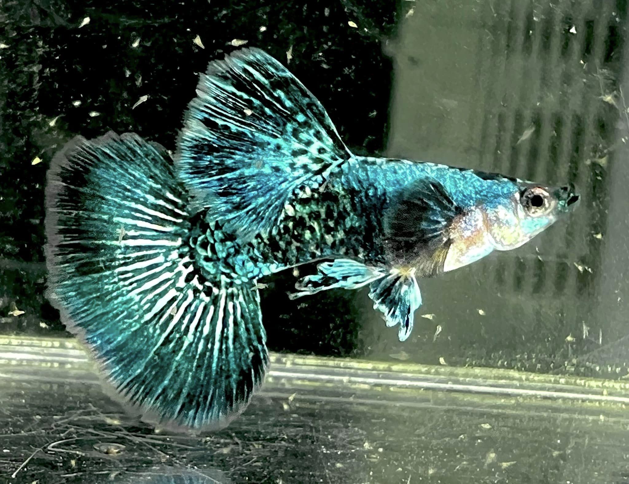 Green dragon guppy – BuyGuppy.com