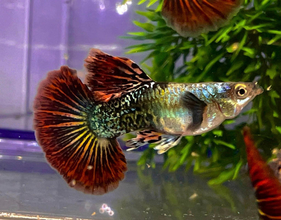 Red dragon guppy – BuyGuppy.com