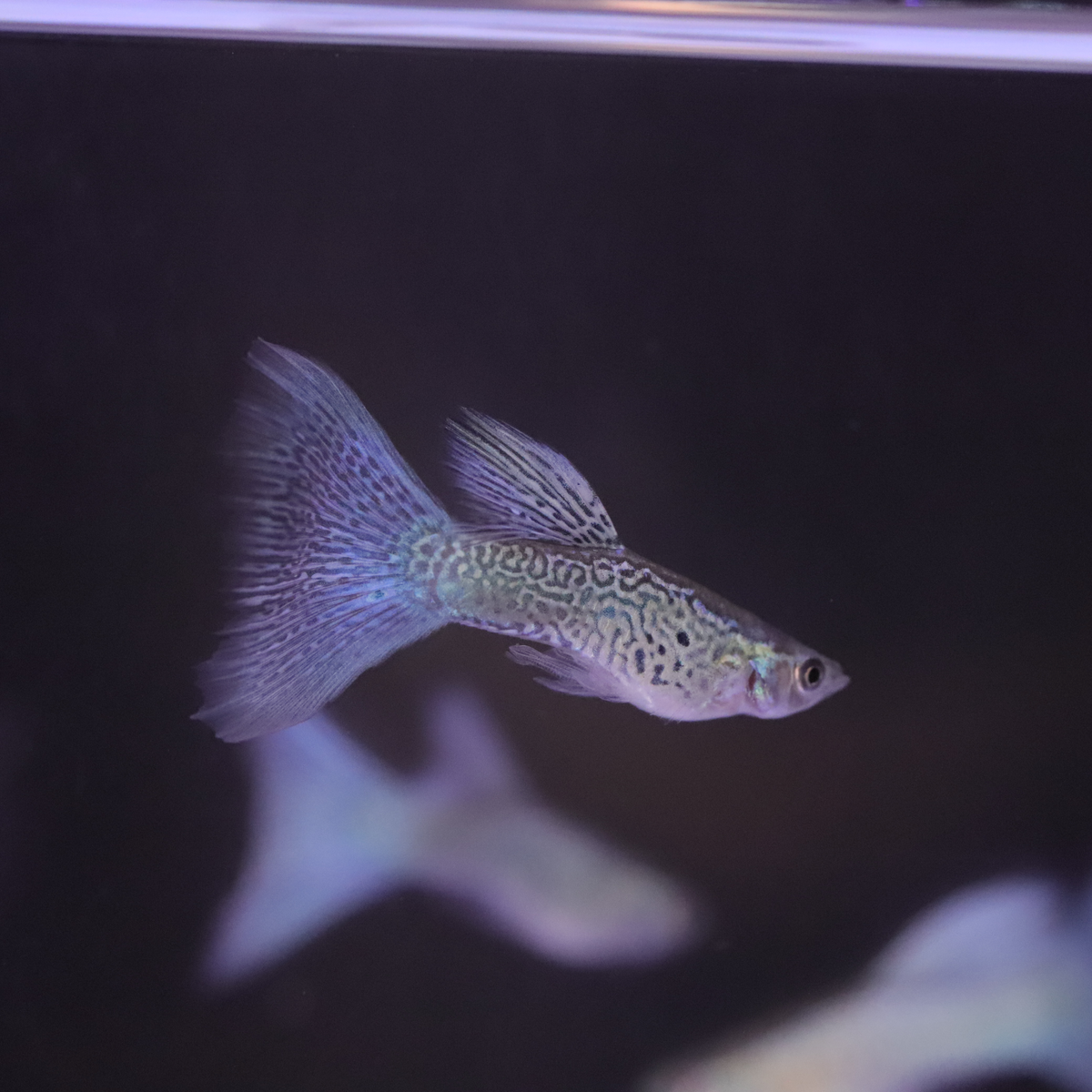 Blue Lace Guppy – BuyGuppy.com
