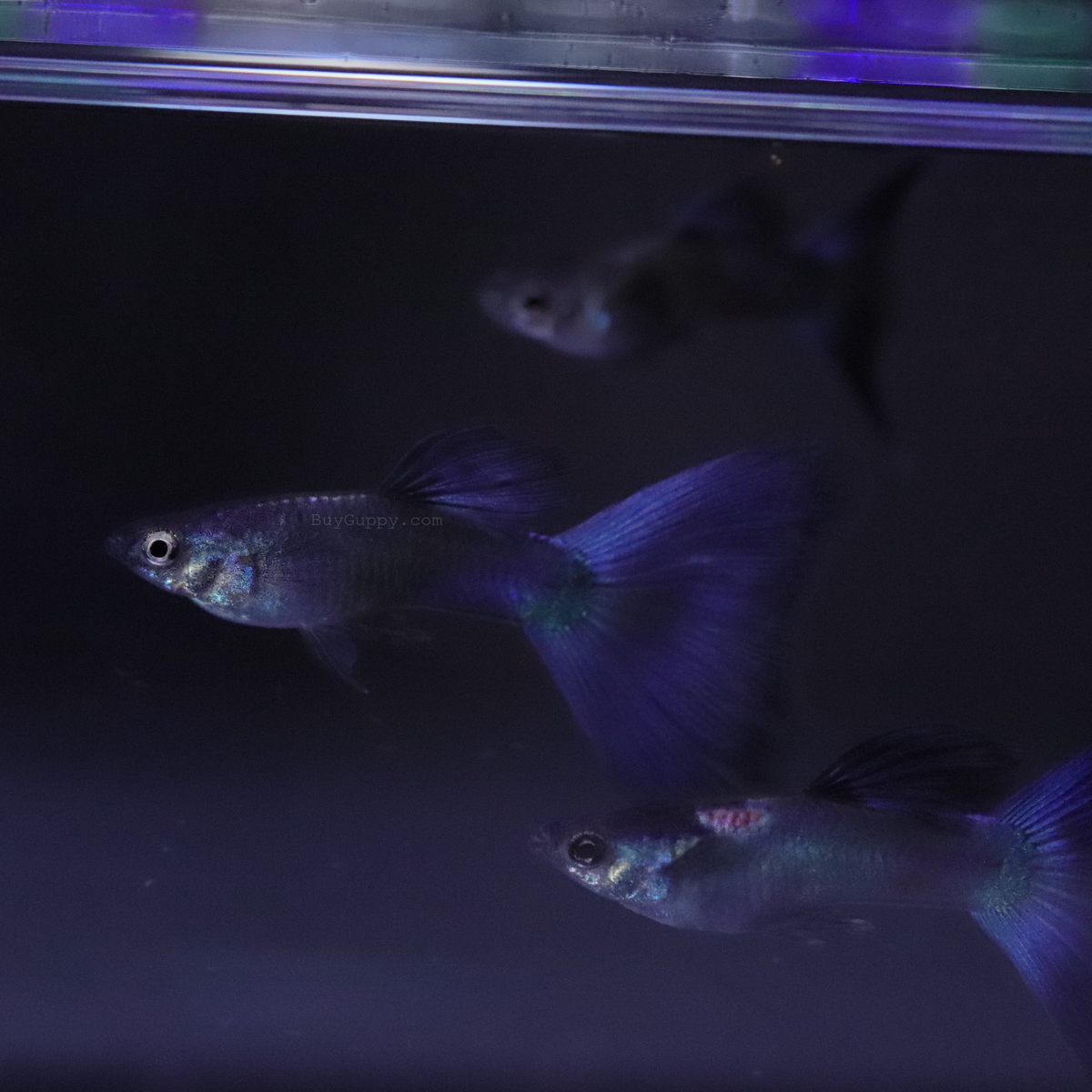 Blue Moscow Guppy – BuyGuppy.com