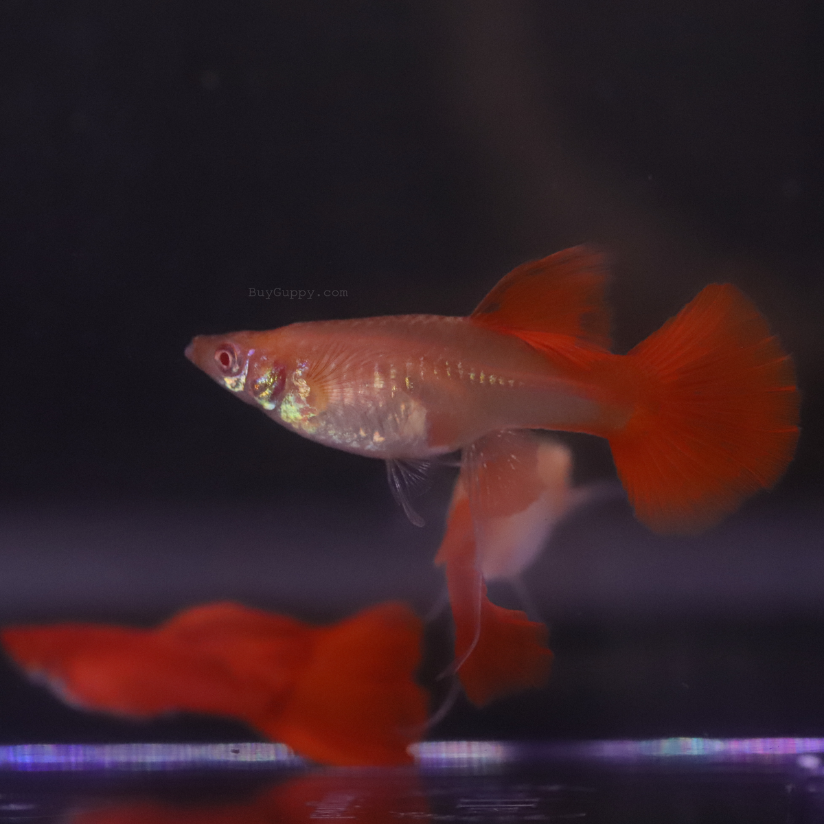 Albino Full Red Ribbon Guppy – BuyGuppy.com