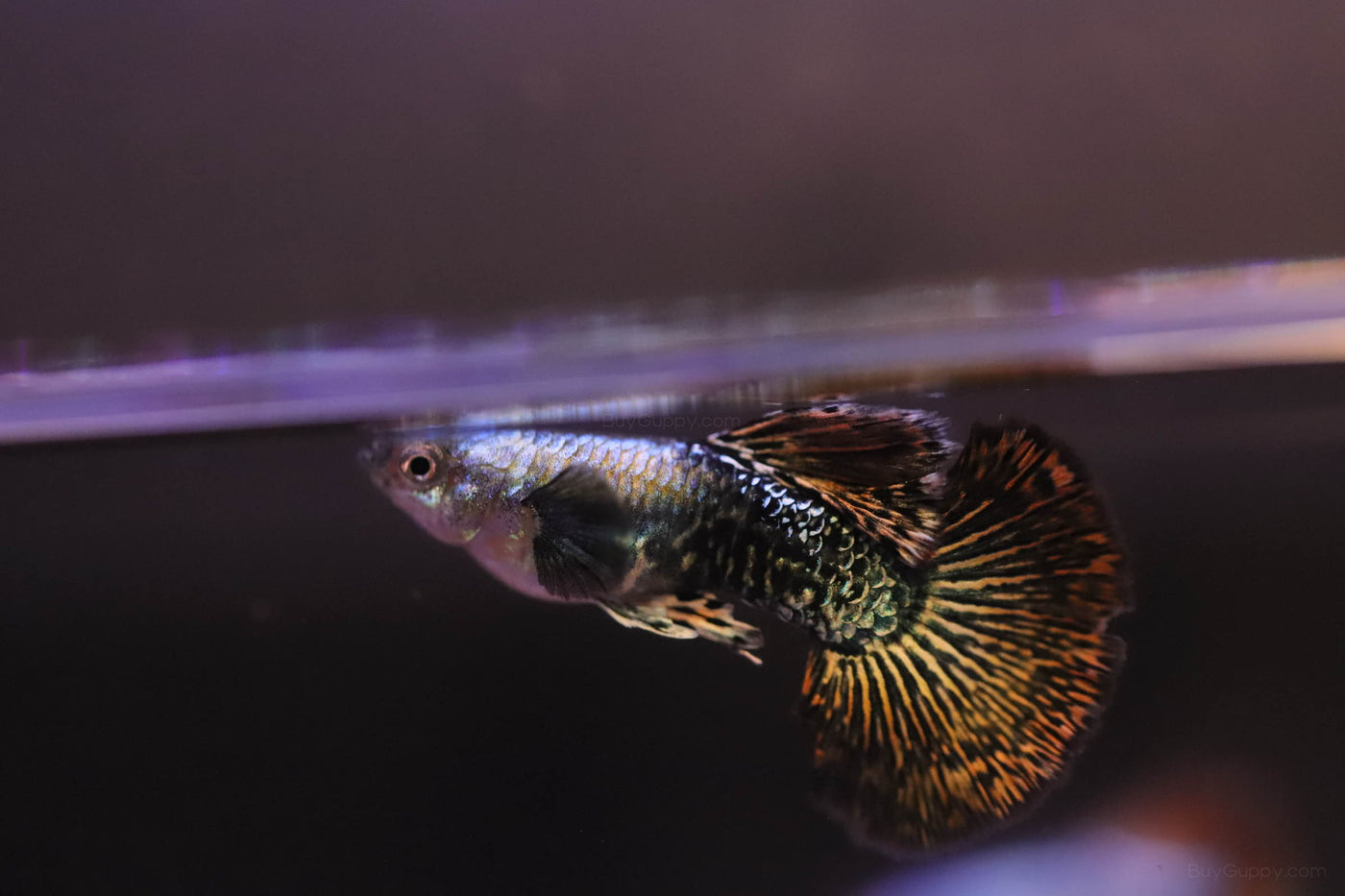 Buy guppy fish online – BuyGuppy.com