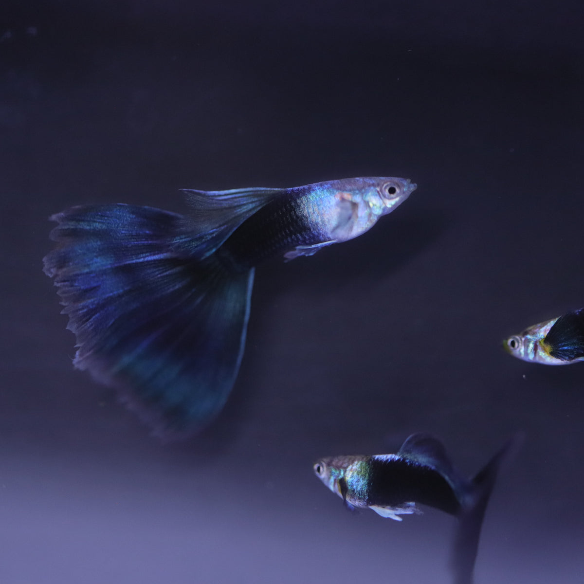 HB Blue Guppy – BuyGuppy.com