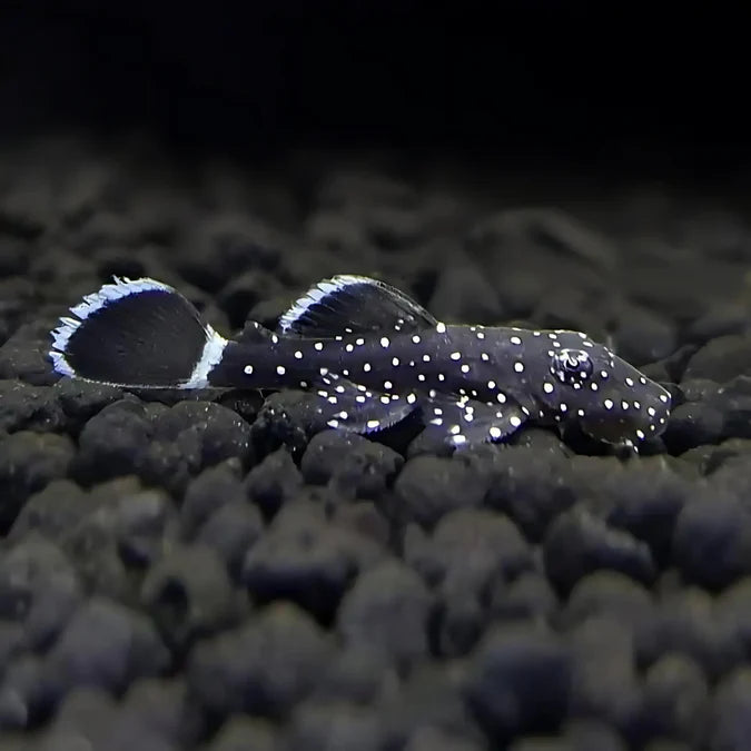 L183 Starlight Bushynose Pleco (Ancistrus dolichopterus) – BuyGuppy.com