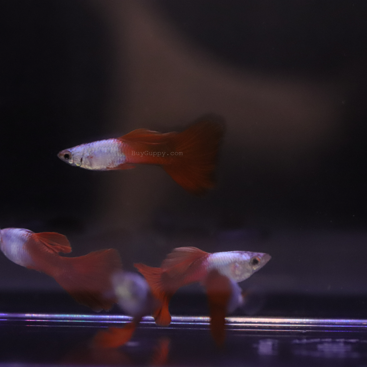 Silver Wild Red Guppy – BuyGuppy.com