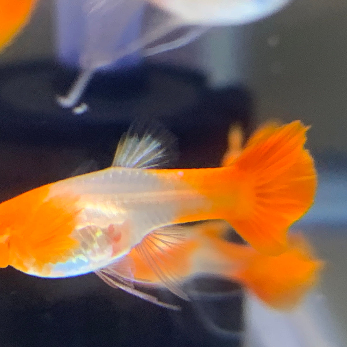 Koi red ear ribbon guppy – BuyGuppy.com