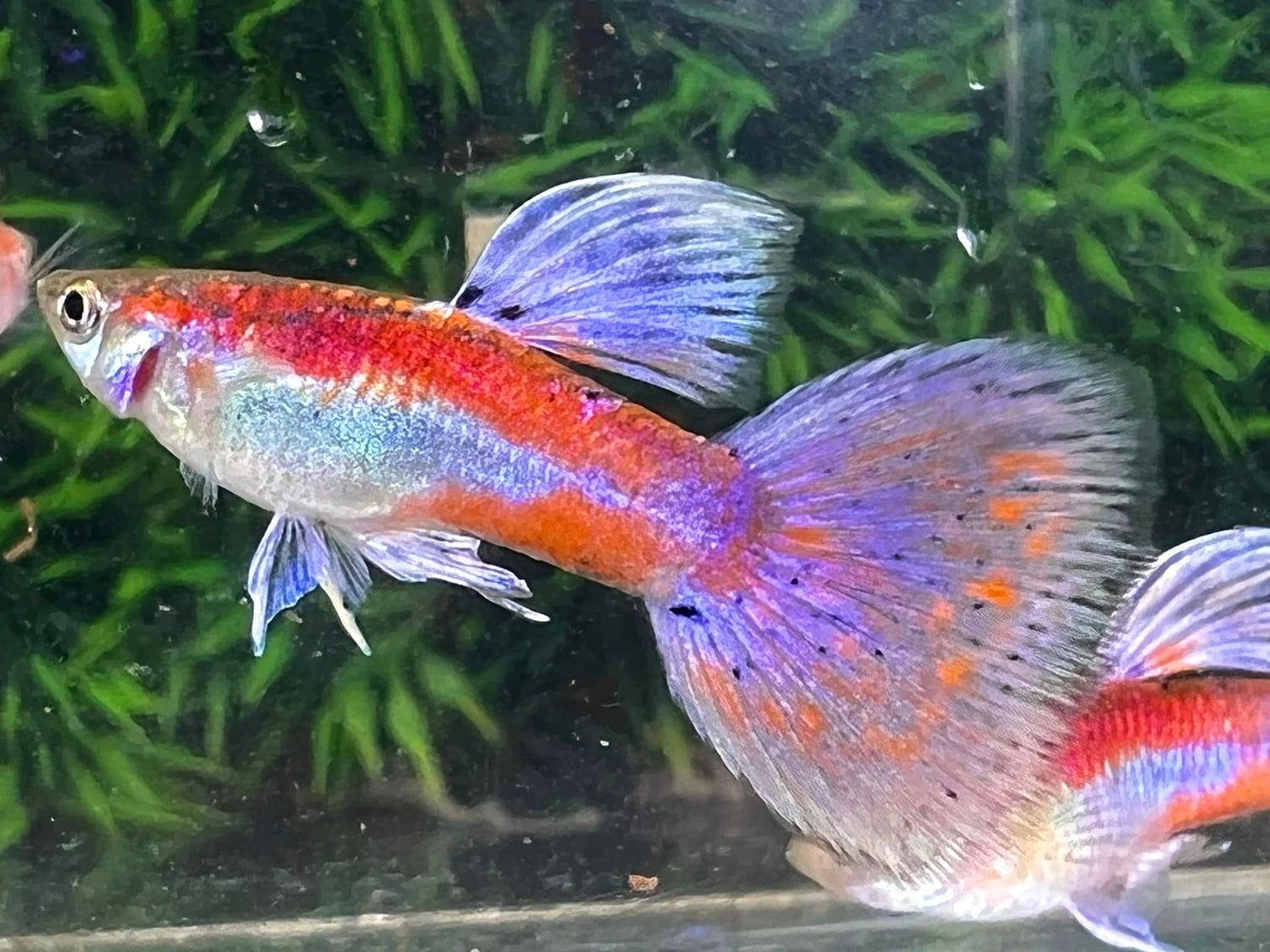 Pink Grass Guppy – BuyGuppy.com