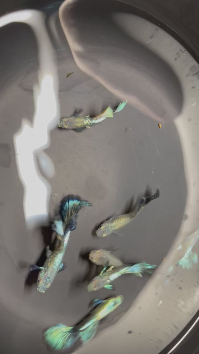 Green Moscow guppy – BuyGuppy.com