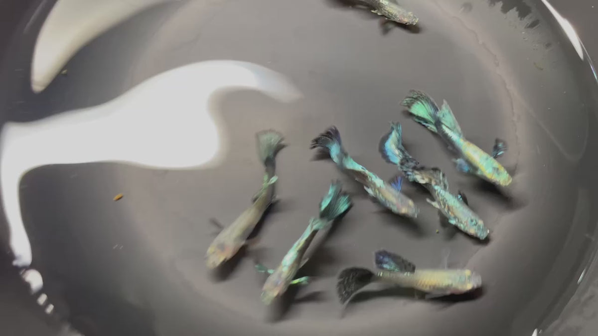 Green Moscow guppy – BuyGuppy.com