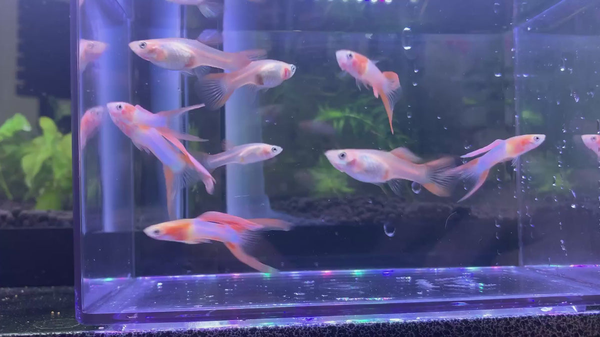 Red endler guppy – BuyGuppy.com